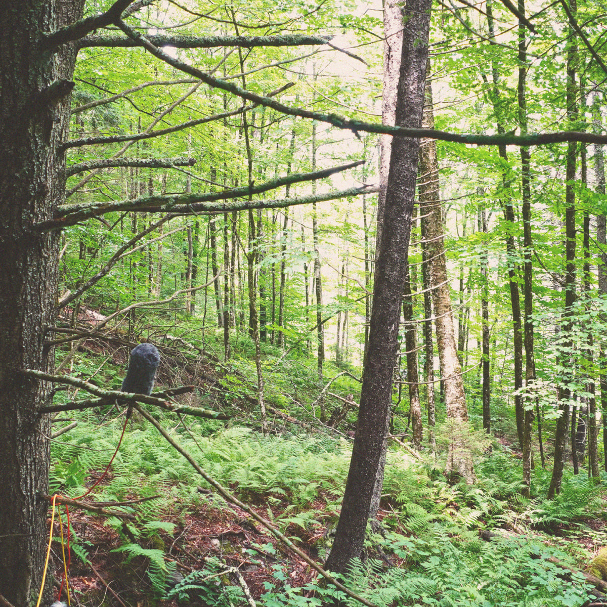 Nature Sounds for Sleep